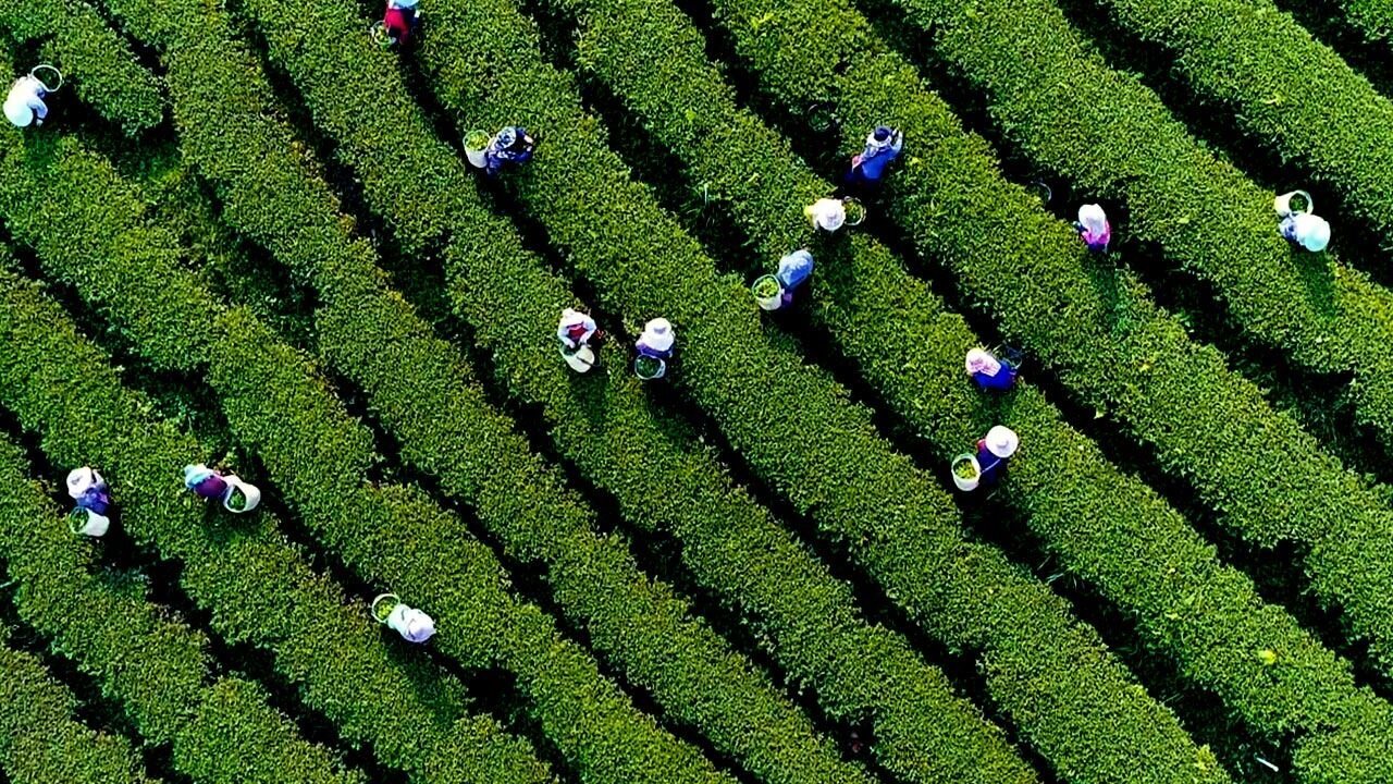 Urban Greenery: The Future That's Right in Front of Us (But Just Out of ...
