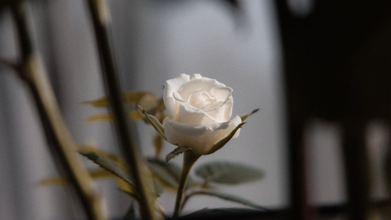 In memoriam Peter Seixas | Erasmus School of History, Culture and ...