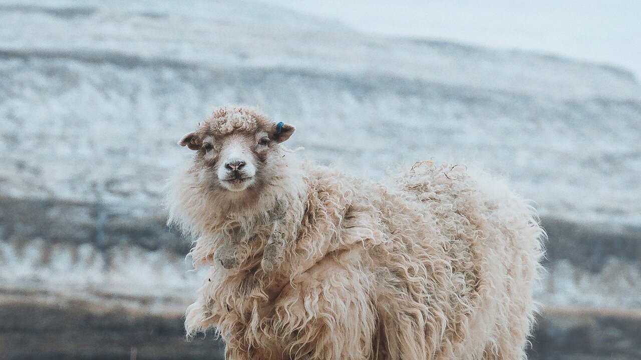 De Wet van Descartes | Erasmus University Rotterdam